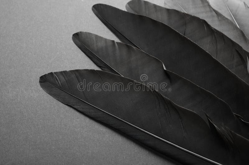 Beautiful Black Feathers on Gray Background, Closeup Stock Photo ...