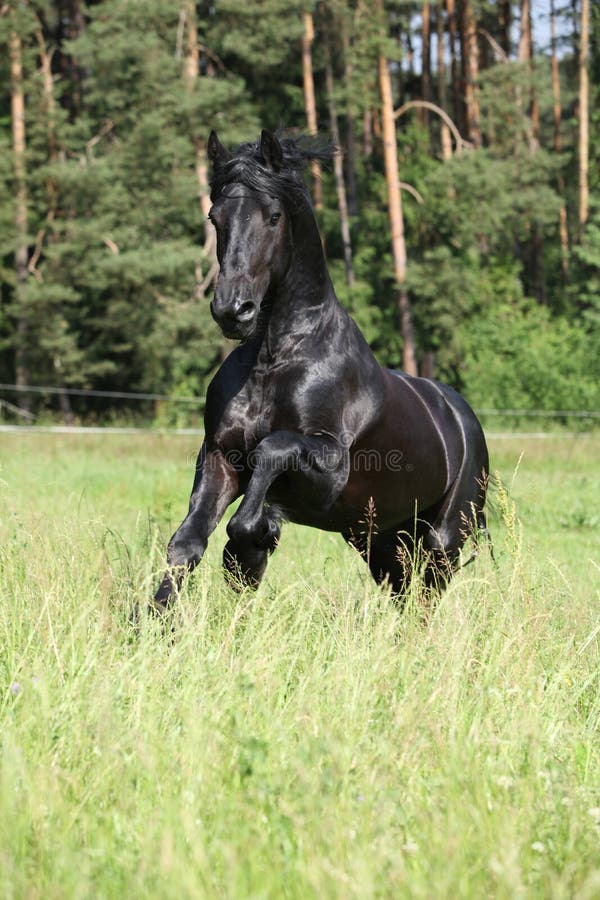 Black Friesian Stallion Running Stock Image - Image of gallop, friesian ...