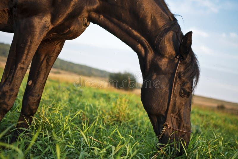 Beautiful Black Horse Grazing at Pasture. Summer Evening Stock Photo ... Beautiful Black Horse Grazing at Pasture. Summer Evening Stock Photo ...