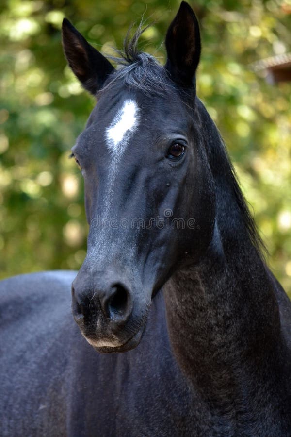 Horse stock photo. Image of horse, white, head, beautiful - 108101572