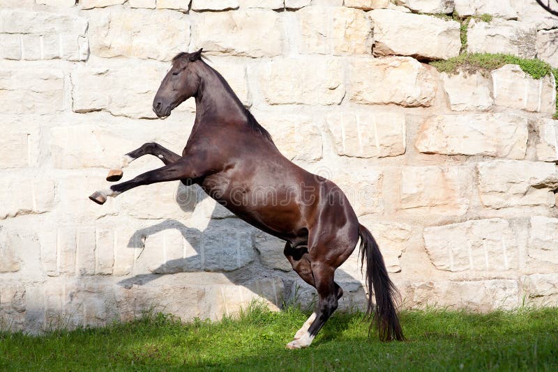 Rearing Black Horse Stock Photos - Download 468 Royalty Free Photos