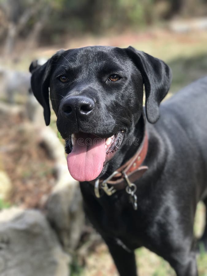 Beautiful Black Lab stock image. Image of shiny, beautiful - 96061789