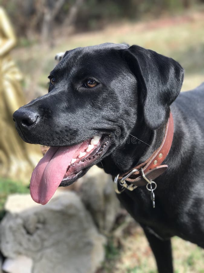 Beautiful Black Lab stock photo. Image of puppy, snout - 96061886