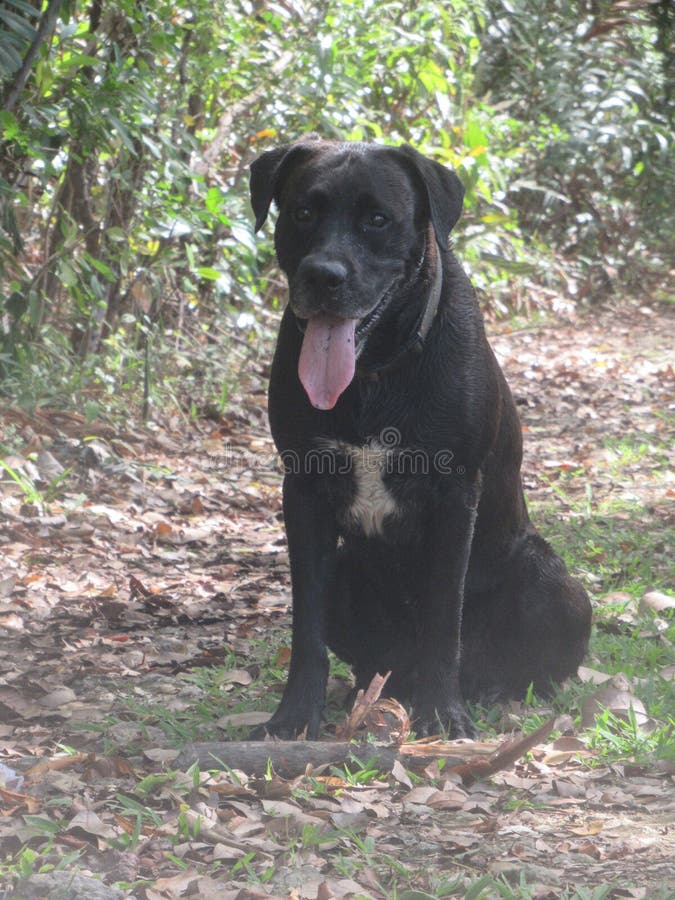 A Beautiful Black Labrador Dog Sitting in the Forest Stock Photo ...