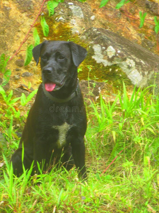 A Beautiful Black Labrador Dog Sitting in the Grass Stock Image - Image ...