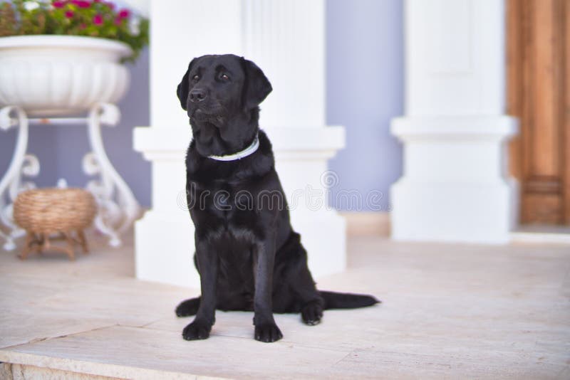 Beautiful Black Labrador Dog Sitting at Terrace Stock Image - Image of ...