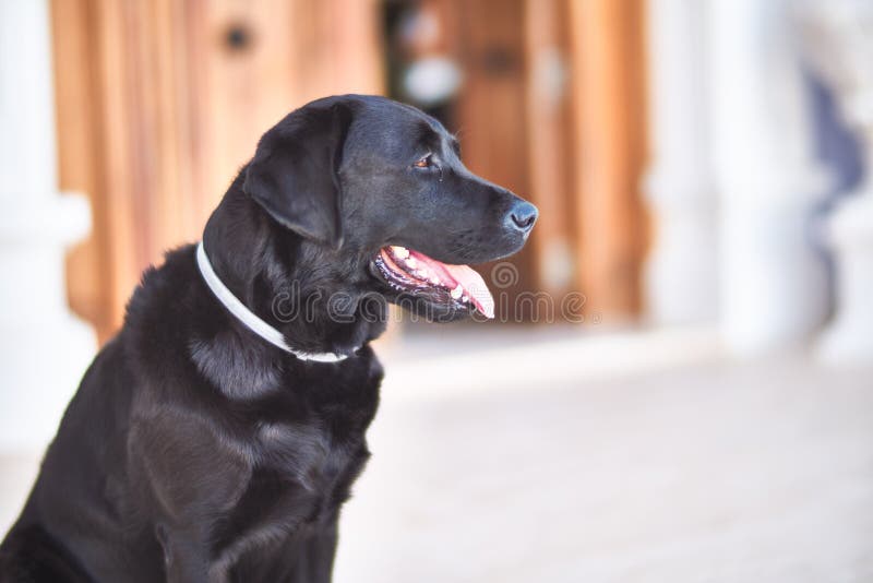 Beautiful Black Labrador Dog Sitting at Terrace Stock Photo - Image of ...