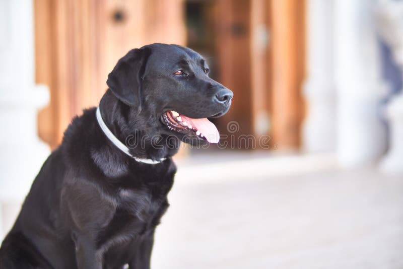 Beautiful Black Labrador Dog Sitting at Terrace Stock Image - Image of ...