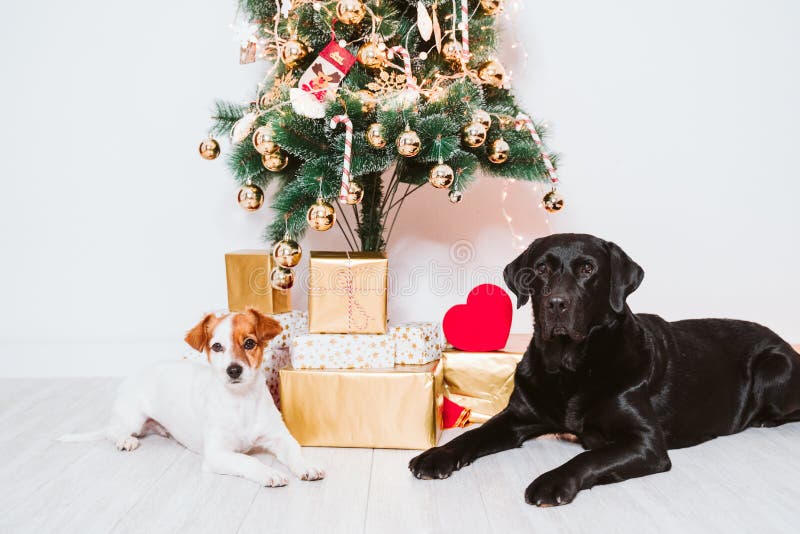 Beautiful Black Labrador at Home by the Christmas Tree Stock Photo ...