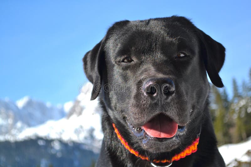 Beautiful Black Labrador Portrait Stock Photo - Image of snow ...