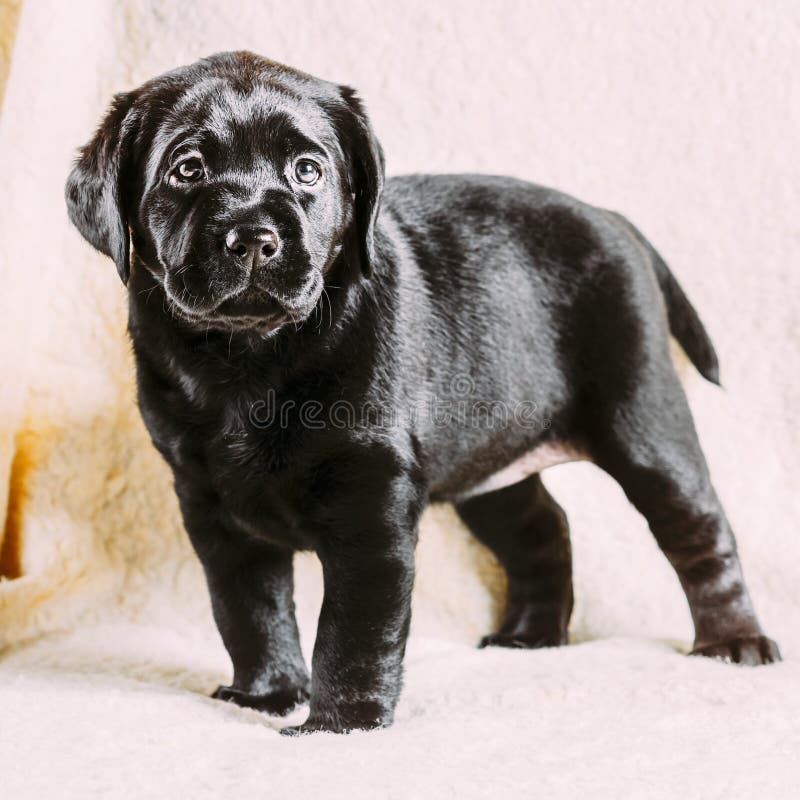 Beautiful Black Labrador Puppy Dog Stock Photo - Image of retriever ...