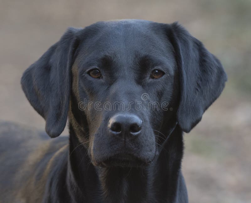 Beautiful Black Labrador Puppy Working Dog Stock Photo - Image of ...