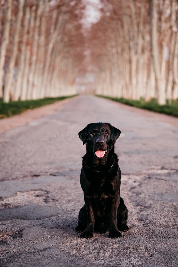 Beautiful Black Labrador Sitting on a Road at Sunset Stop Abandon ...