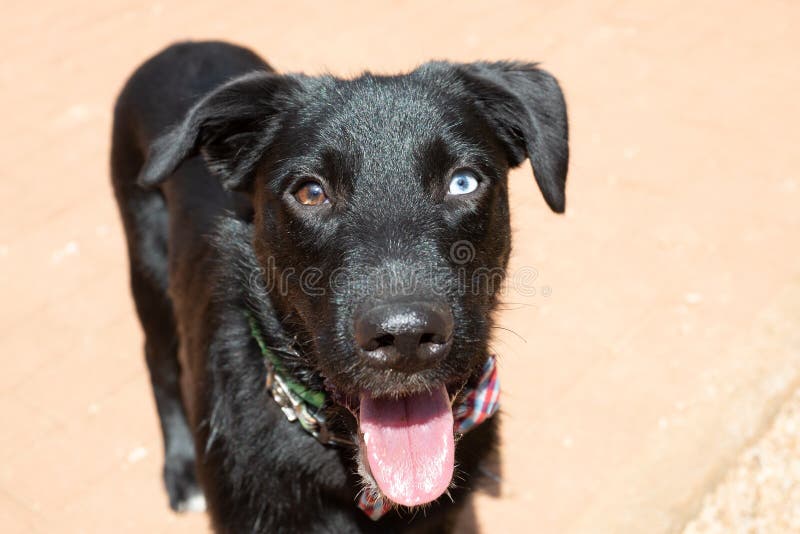 Beautiful Mutt Black Dog Amy on Mountain Rock. Stock Image - Image of ...