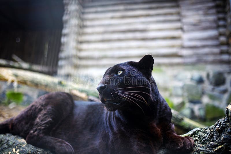Beautiful black Panther stock image. Image of canine - 150897311
