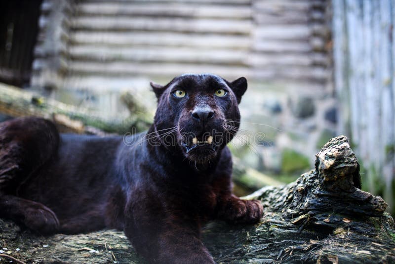 Beautiful black Panther stock image. Image of face, panthera - 150898585