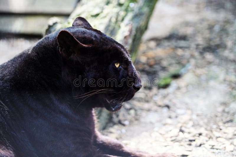 Beautiful black Panther stock photo. Image of beast - 150898746