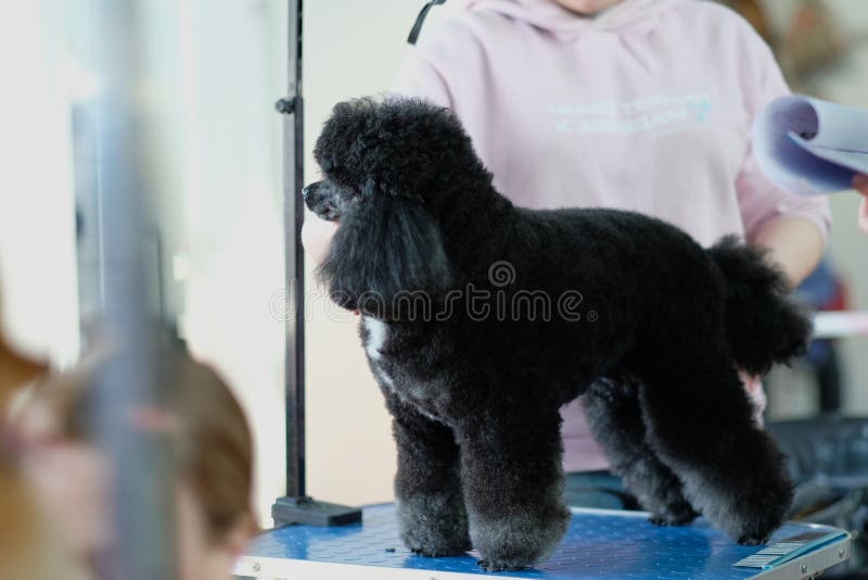 Beautiful Black Poodle, Side View on the Grooming Table Stock Photo ...