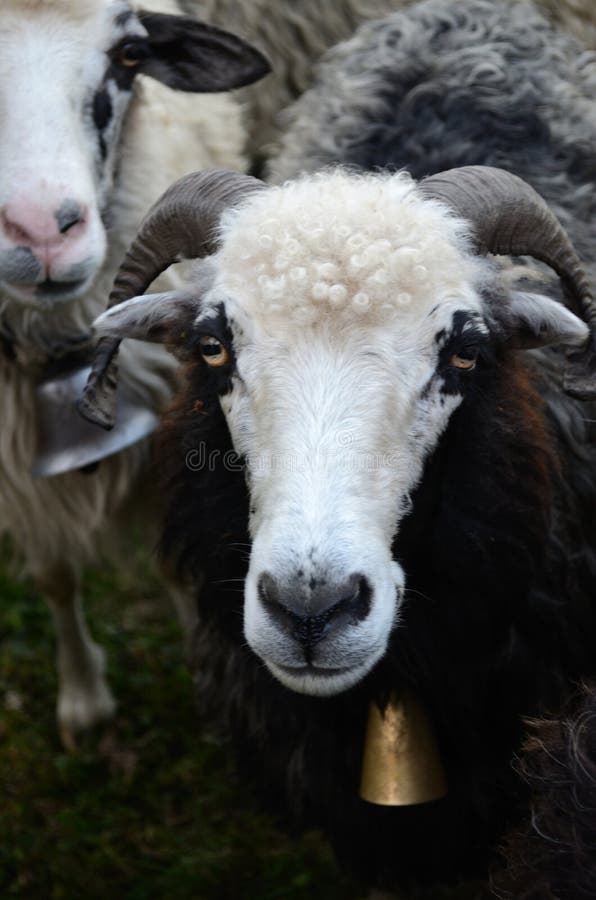 Beautiful Black Ram with a Good View and a Bell Around the Neck Stock ...