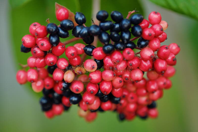 Beautiful Black and Red Wild Berries in the Summer Stock Image - Image ...