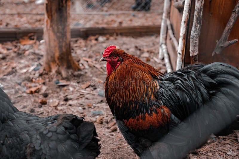 824 Aviary Chickens Stock Photos - Free & Royalty-Free Stock Photos ...