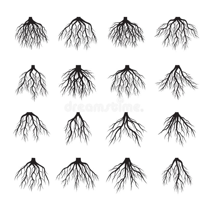 Beautiful Black Roots. Vector Illustration. Stock Vector - Illustration ...