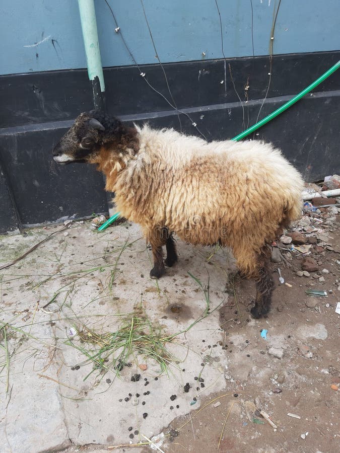 A Beautiful Black Ship, Looking Nice. Stock Image - Image of nice ...