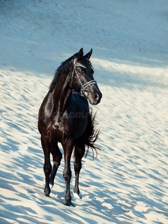 Beautiful Black Stallion Posing in the Desert Stock Photo - Image of ...