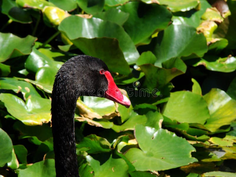 Beautiful Black Swan with Red Beak Surrounded by Water Plants. Stock ...