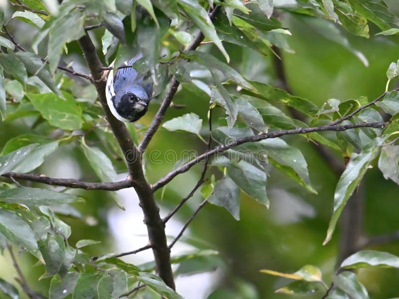 Beautiful Black Throated Blue Warbler Bird Perched on a Lush Tree ...