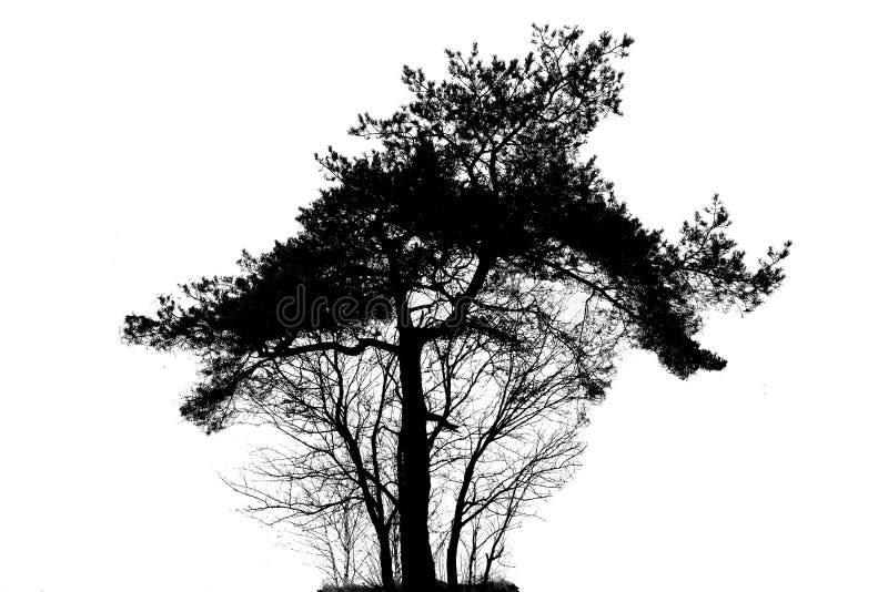 Beautiful Black Tree Silhouettes Isolated on Black Background Stock ...