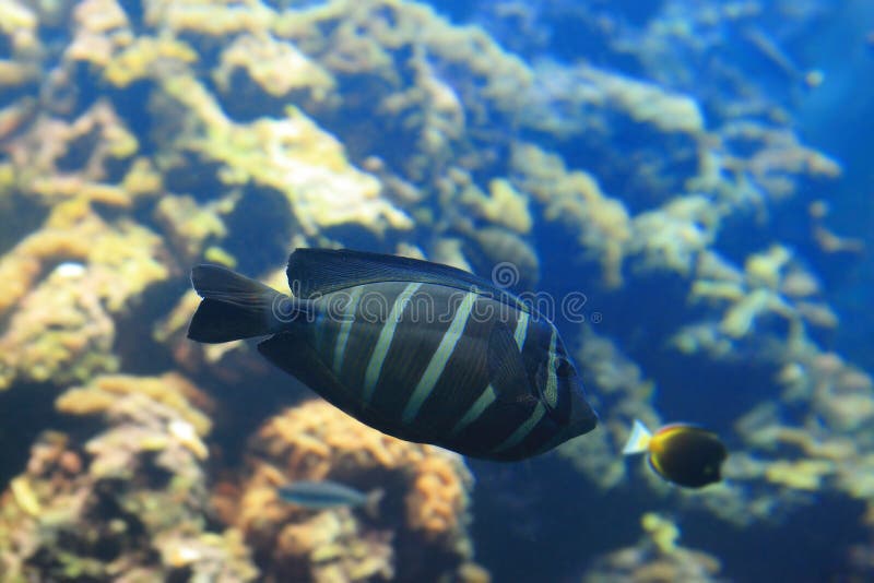 Beautiful Big Two Tropical Fish Stock Photo - Image of natural, colony ...