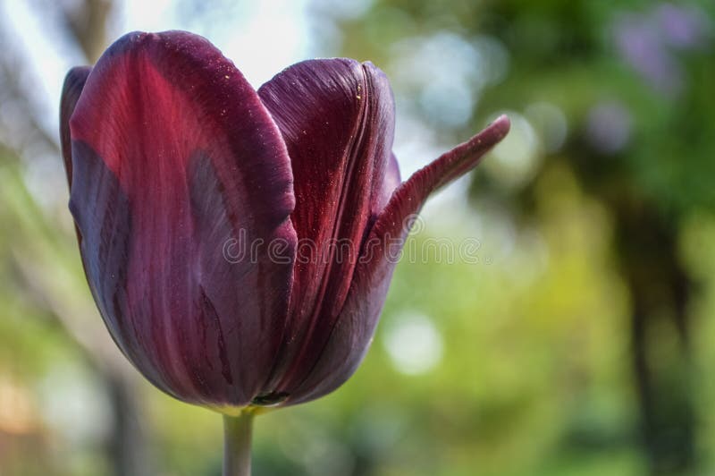 Beautiful Black Tulip Closeup Stock Image - Image of lovely, bulbs ...