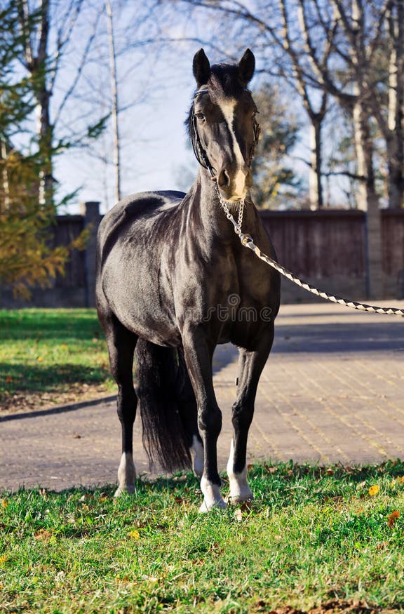 Beautiful Black Welsh Pony Mare Stock Photo - Image of child, mane ...