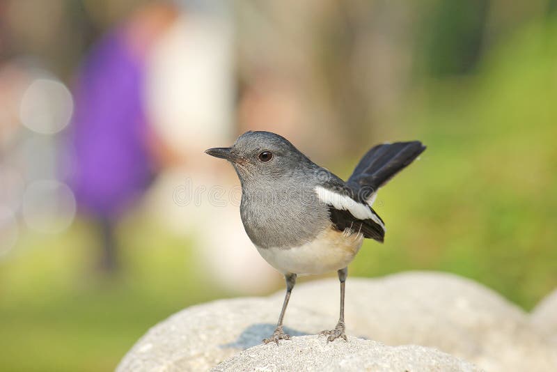 Female Oriental Magpie-Robin Stock Image - Image of robin, grass: 317043901