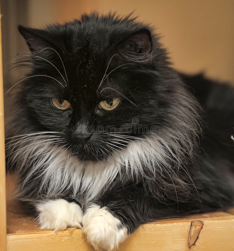 Beautiful Black and White Cat Stock Photo - Image of cute, charming ...