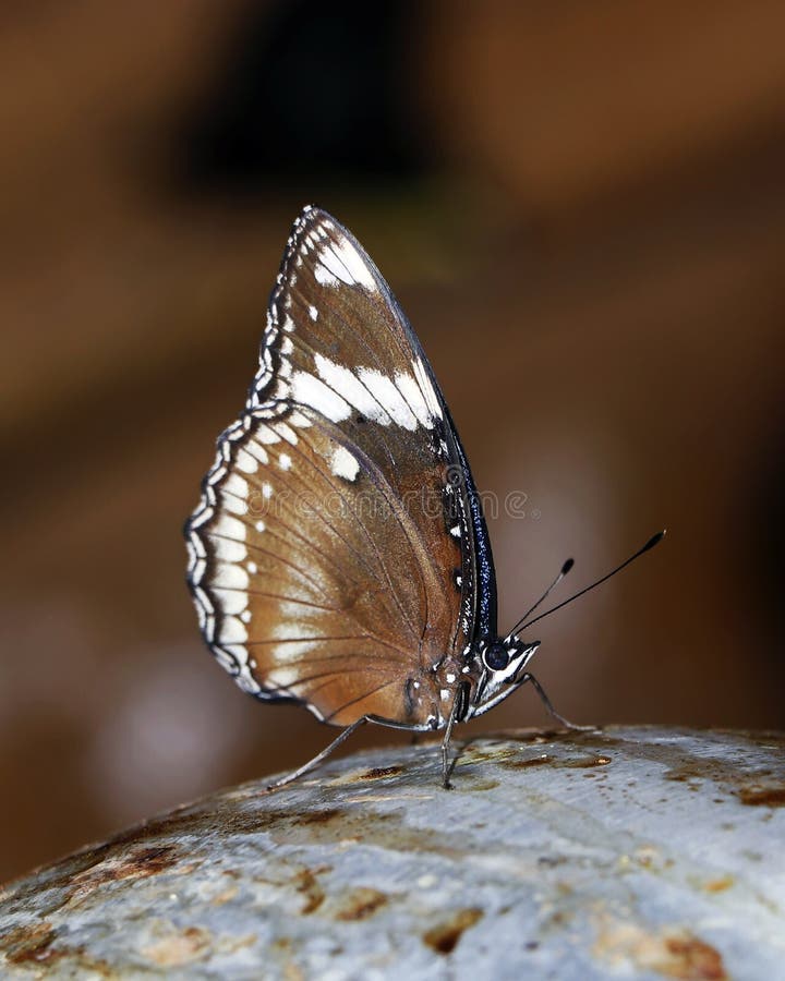 Beautiful Black and White Colored Butterfly Sitting in Close Up Stock ...