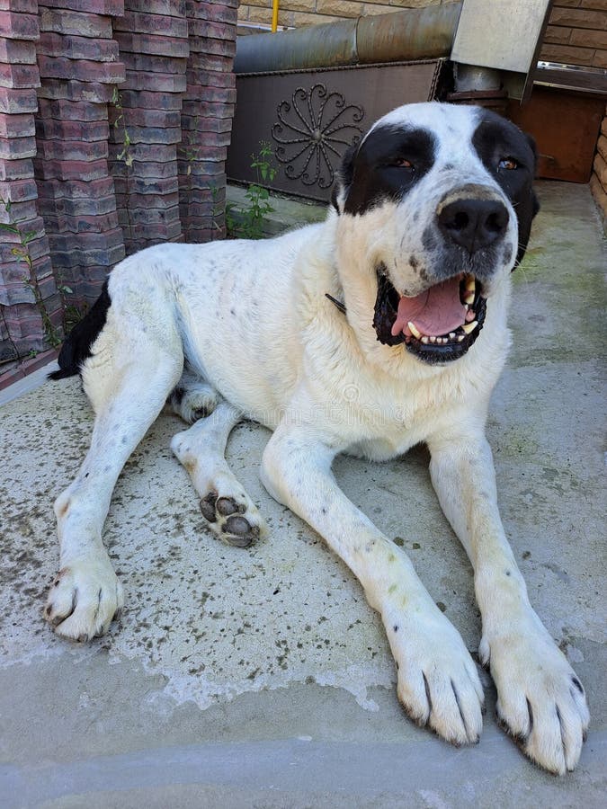 Black Alabai Puppy on a Beautiful Winter Background with Green Glimpses ...