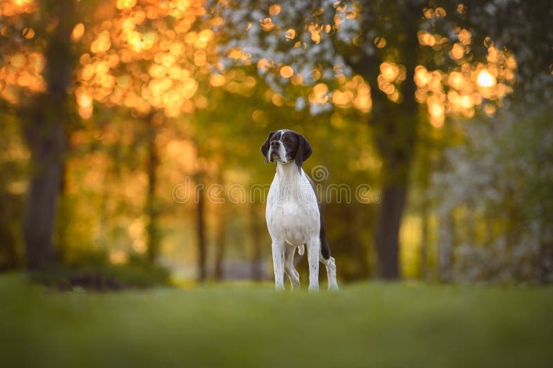 233 Beautiful English Pointer Stock Photos - Free & Royalty-Free Stock ...