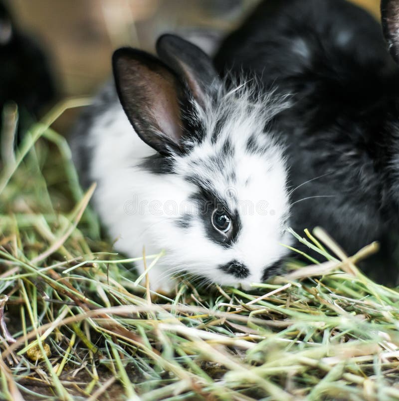 Beautiful Black-and-white Rabbit in the Hay Stock Image - Image of ...