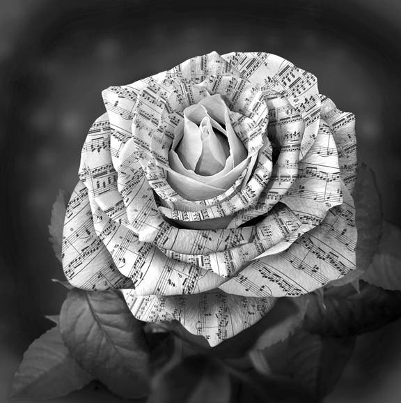 Beautiful Black and White Rose with Note on the Petals Stock Image ...