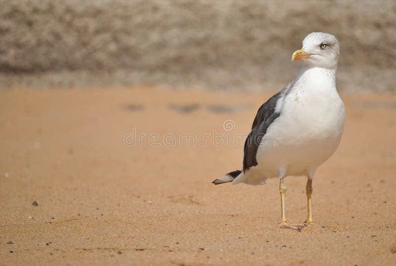 Seagull Walking on the Sand Stock Photo - Image of bokeh, ocean: 143818072