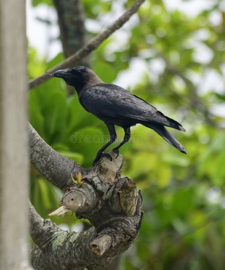 Beautiful Black Wild Crow Perched on a Tree Branch Stock Photo - Image ...