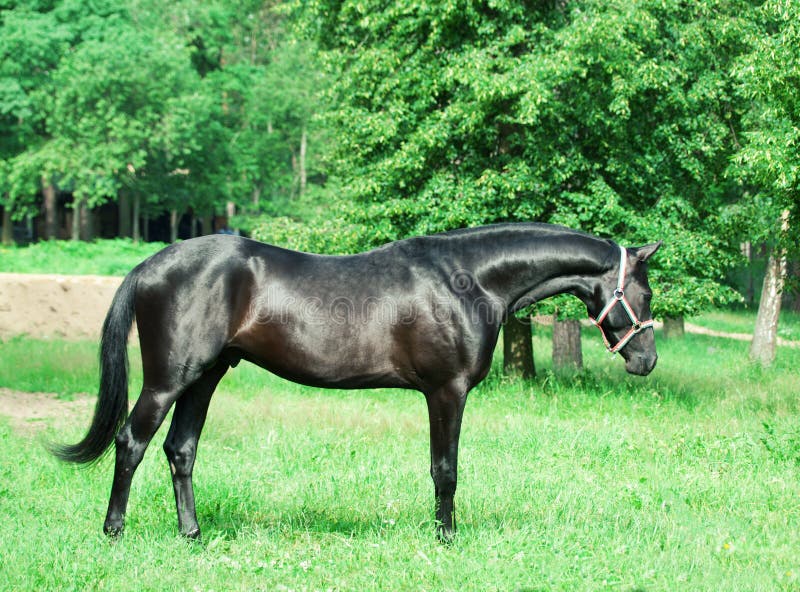 Exterior of Trakehner Horse Stock Photo - Image of beauty, equitation ...