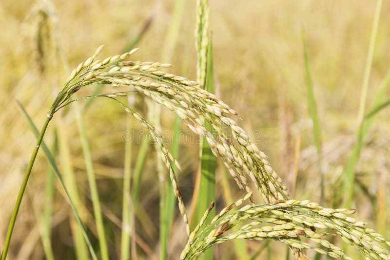 Beautiful Blade of Nepalese Rice Fields. Stock Photo - Image of holiday ...