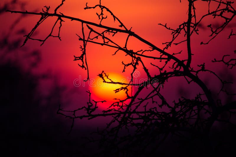 A Beautiful, Blazing Sunset through the Tree Branches. Stock Image ...