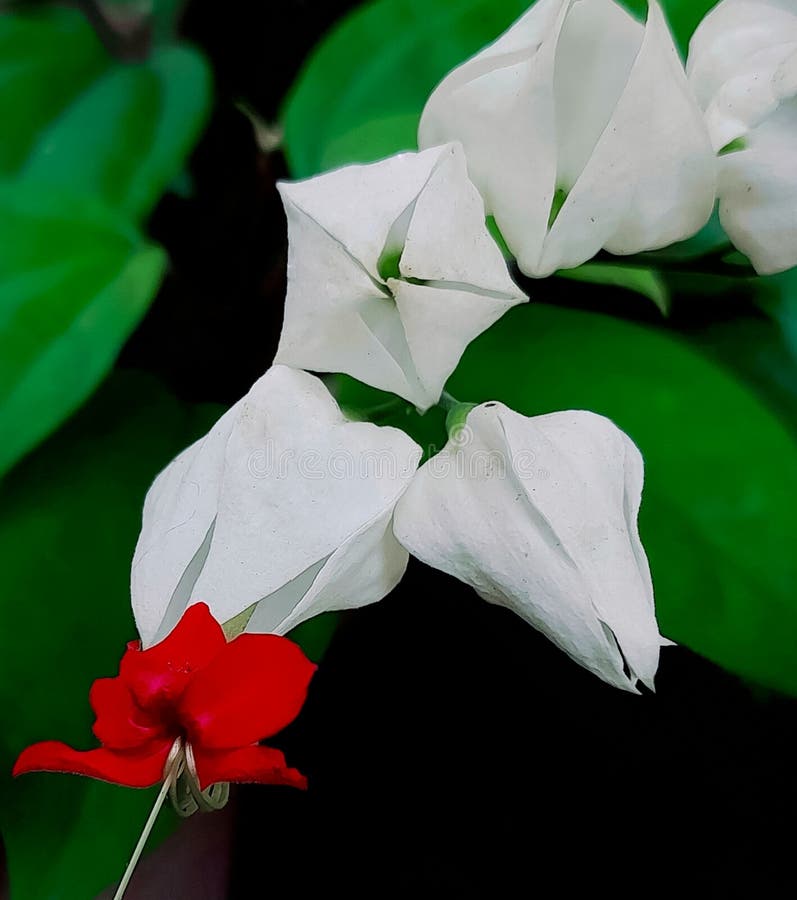 The Beautiful Bleeding Heart Vine (clerodendrum Thomsoniae) Thrives in ...