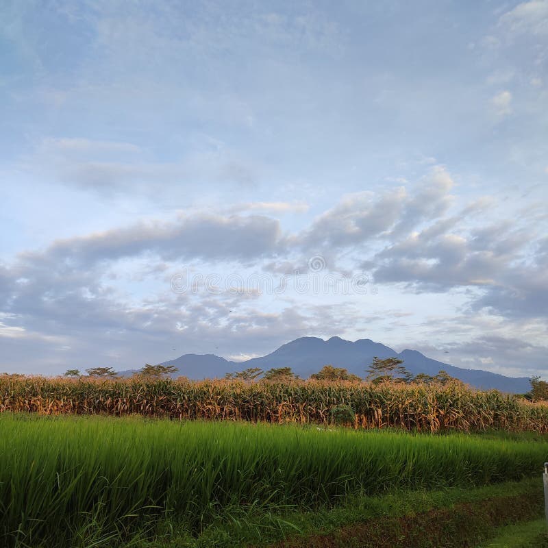 A Beautiful Blend of Mountains and Rice Fields Stock Photo - Image of ...