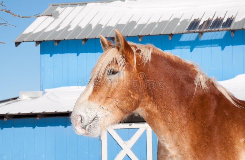 Blond Belgian Draft Horse Galloping Stock Photo - Image of galloping ...