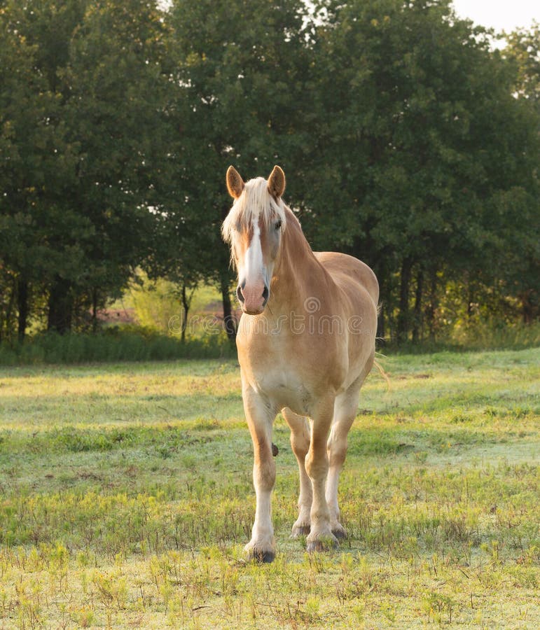 Blond Belgian Draft Horse Galloping Stock Photo - Image of galloping ...